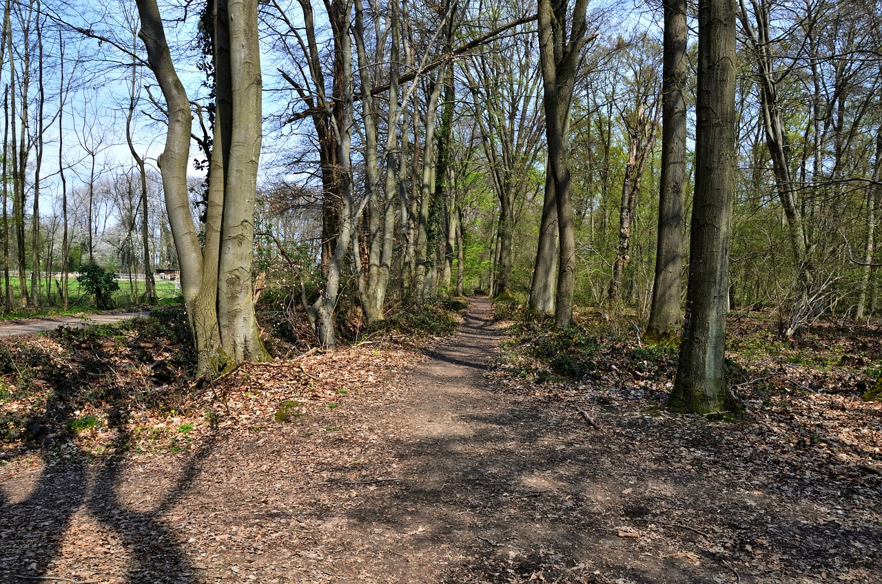 Bäume Pfad Wald - Kostenloses Foto auf Pixabay - Pixabay