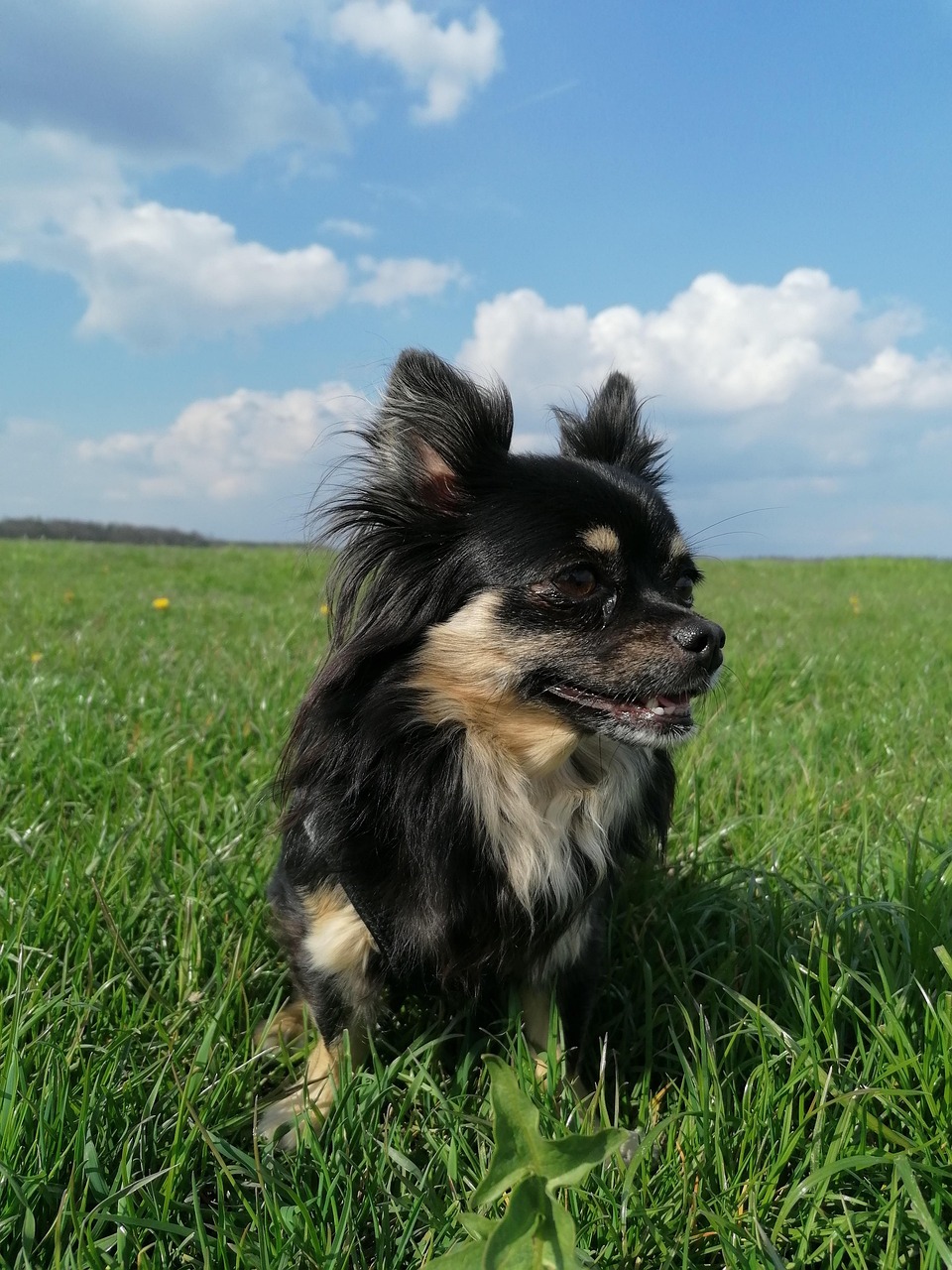 Chihuahua Dog Pet - Free photo on Pixabay