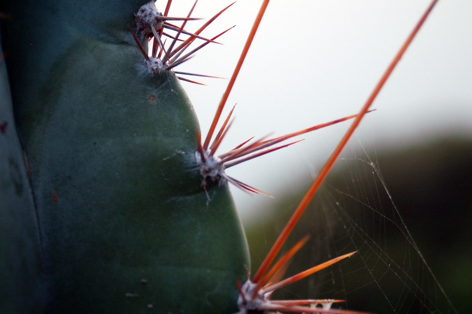 Palma Caatinga - Foto gratuita no Pixabay - Pixabay