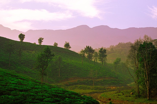 30+ Free Wayanad & Kerala Images - Pixabay