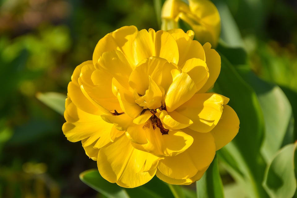Flower Yellow Petals - Free photo on Pixabay - Pixabay