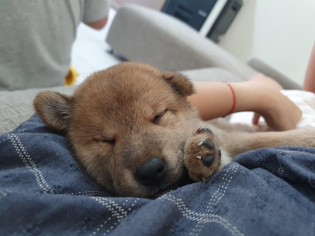 Shiba Inu Chien Chiot Animal De - Photo gratuite sur Pixabay - Pixabay