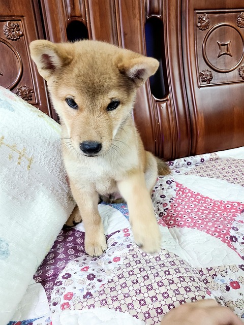 Plus de 300 images de Shiba Inu et de Chien - Pixabay