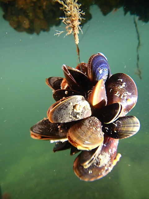 Moules Sous-Marin Mer - Photo gratuite sur Pixabay - Pixabay