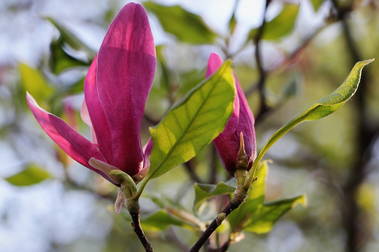 Pink Magnolia Flowers - Free photo on Pixabay