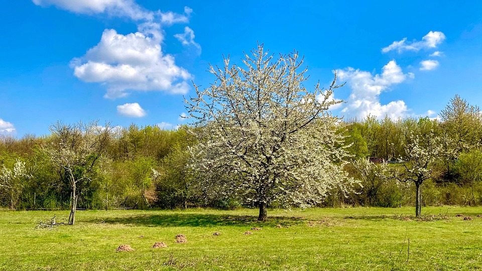 Spring Field Cherry Trees - Free photo on Pixabay - Pixabay