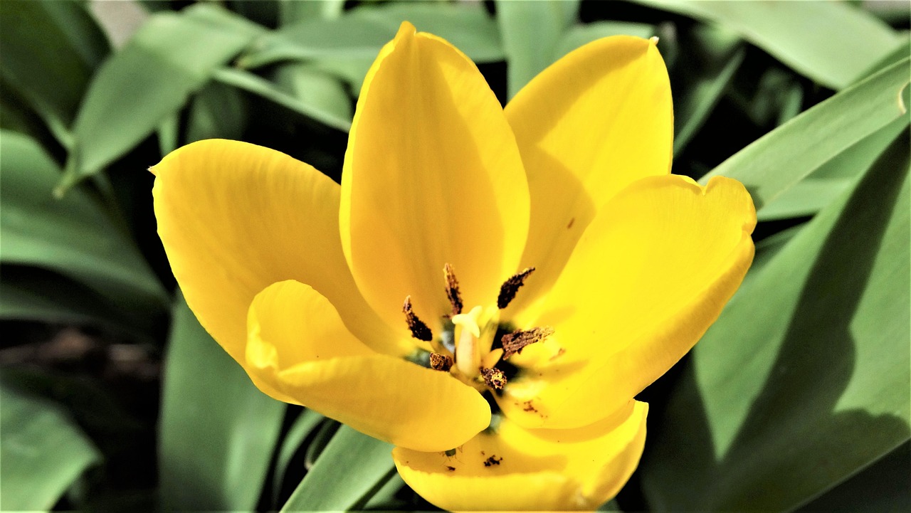 Yellow Flower Petals - Free photo on Pixabay - Pixabay