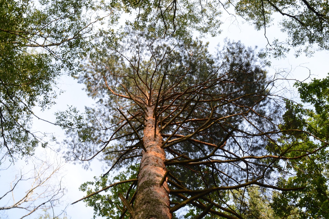 Arbre Conifère Pin La Région De - Photo gratuite sur Pixabay - Pixabay