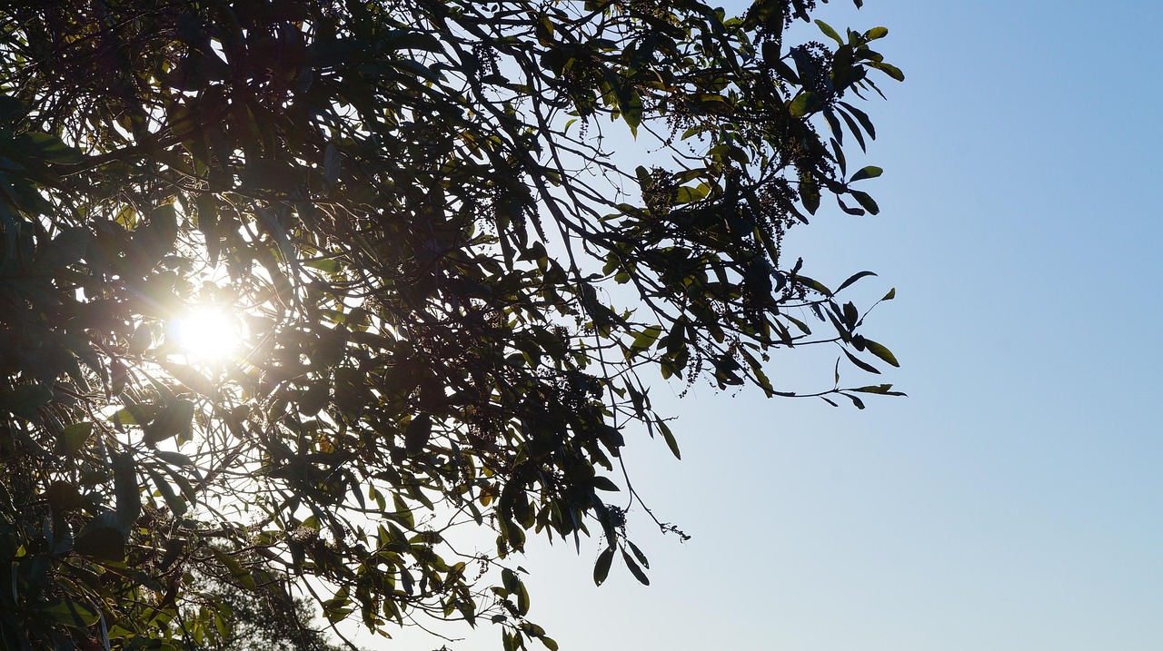 Brasil Sol Naturaleza - Foto gratis en Pixabay - Pixabay