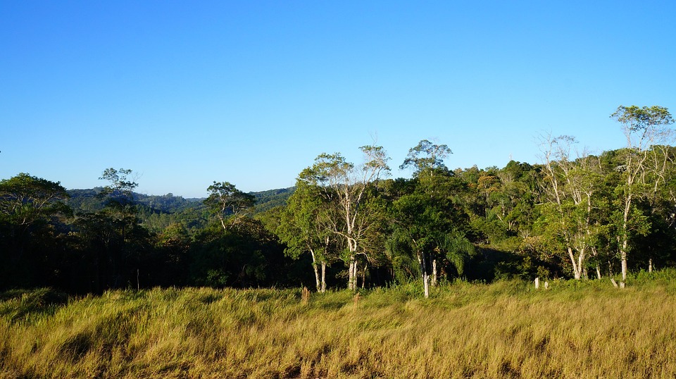 Brazil Nature Landscape - Free photo on Pixabay - Pixabay