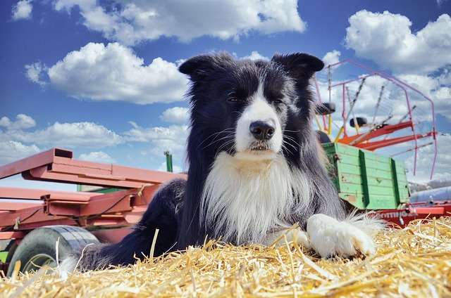 Border Collie Perro De Pura Raza - Foto gratis en Pixabay - Pixabay