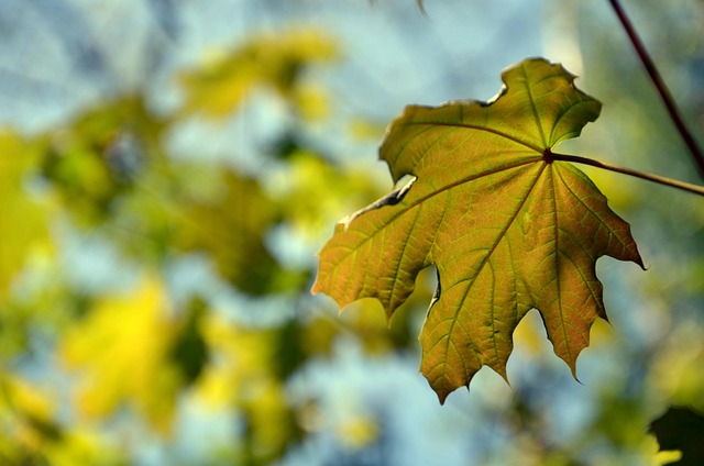 Feuille Le Printemps - Photo gratuite sur Pixabay - Pixabay