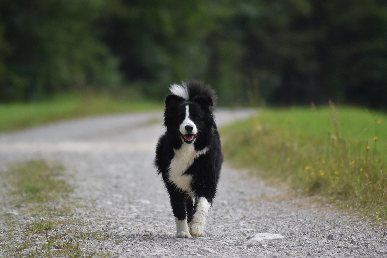 Cachorro Canino Bicho De Estimação - Foto gratuita no Pixabay - Pixabay