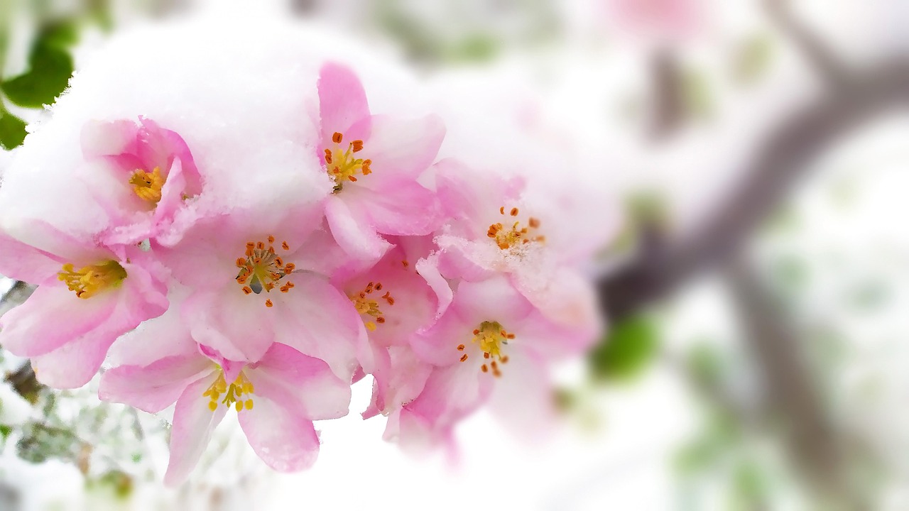 Fleurs Roses Pétales Neige - Photo gratuite sur Pixabay - Pixabay