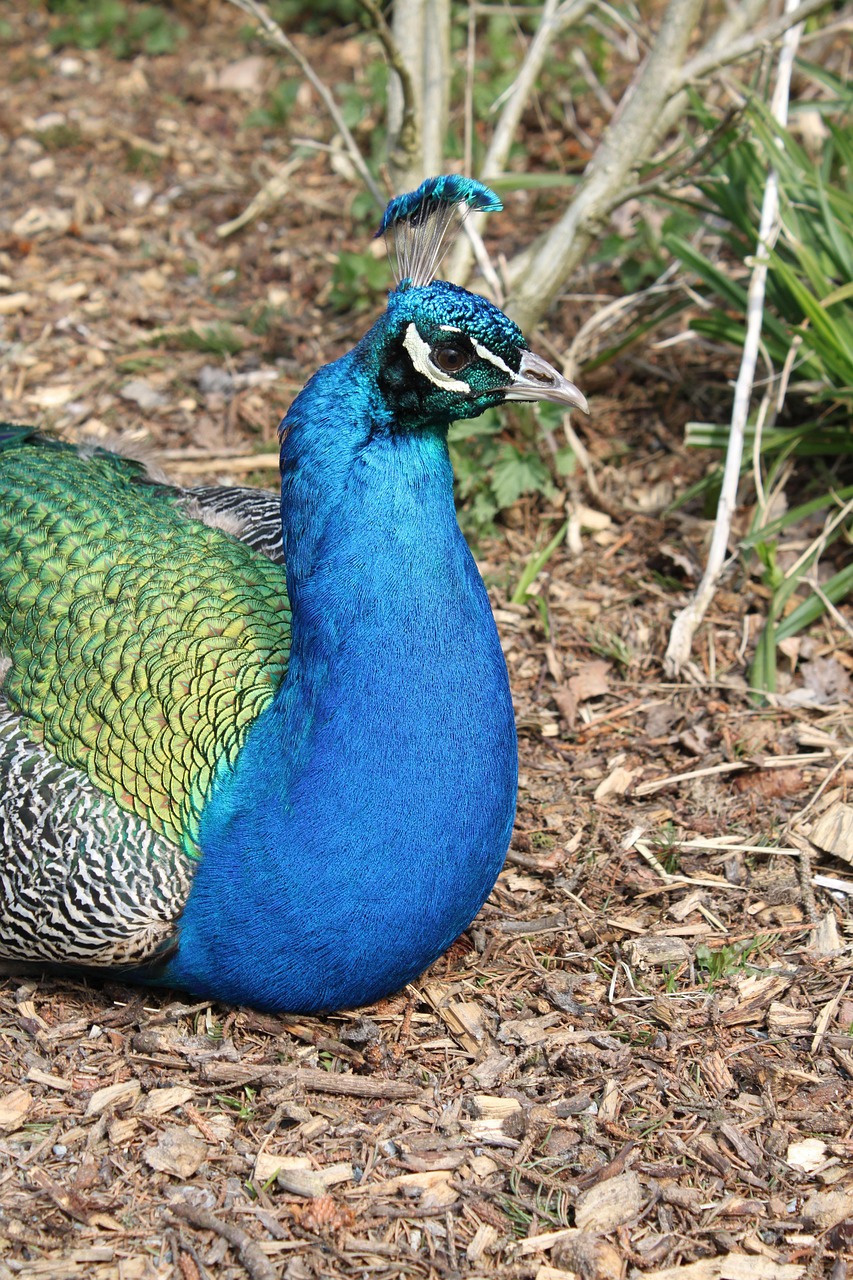 Pfau Vogel Gefieder - Kostenloses Foto auf Pixabay - Pixabay