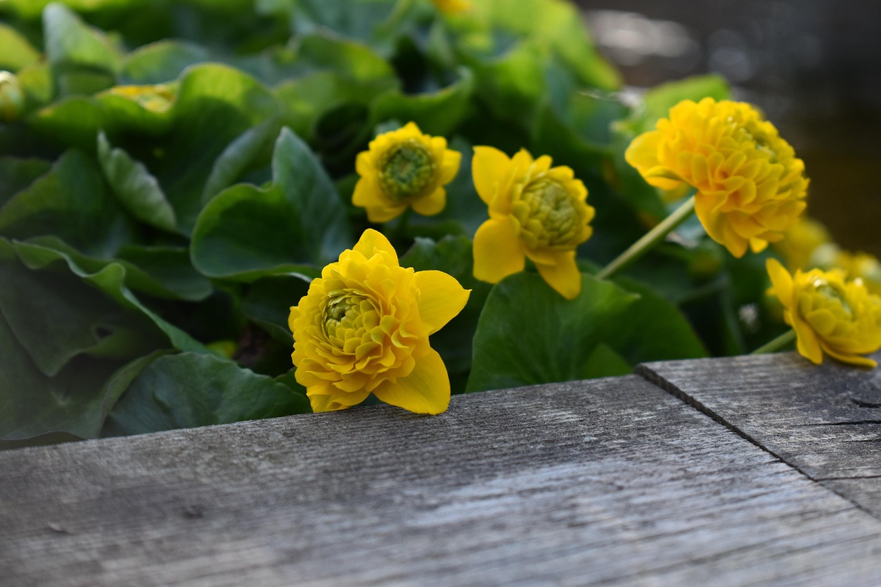 Marsh Marigold Flowers Plants - Free photo on Pixabay - Pixabay