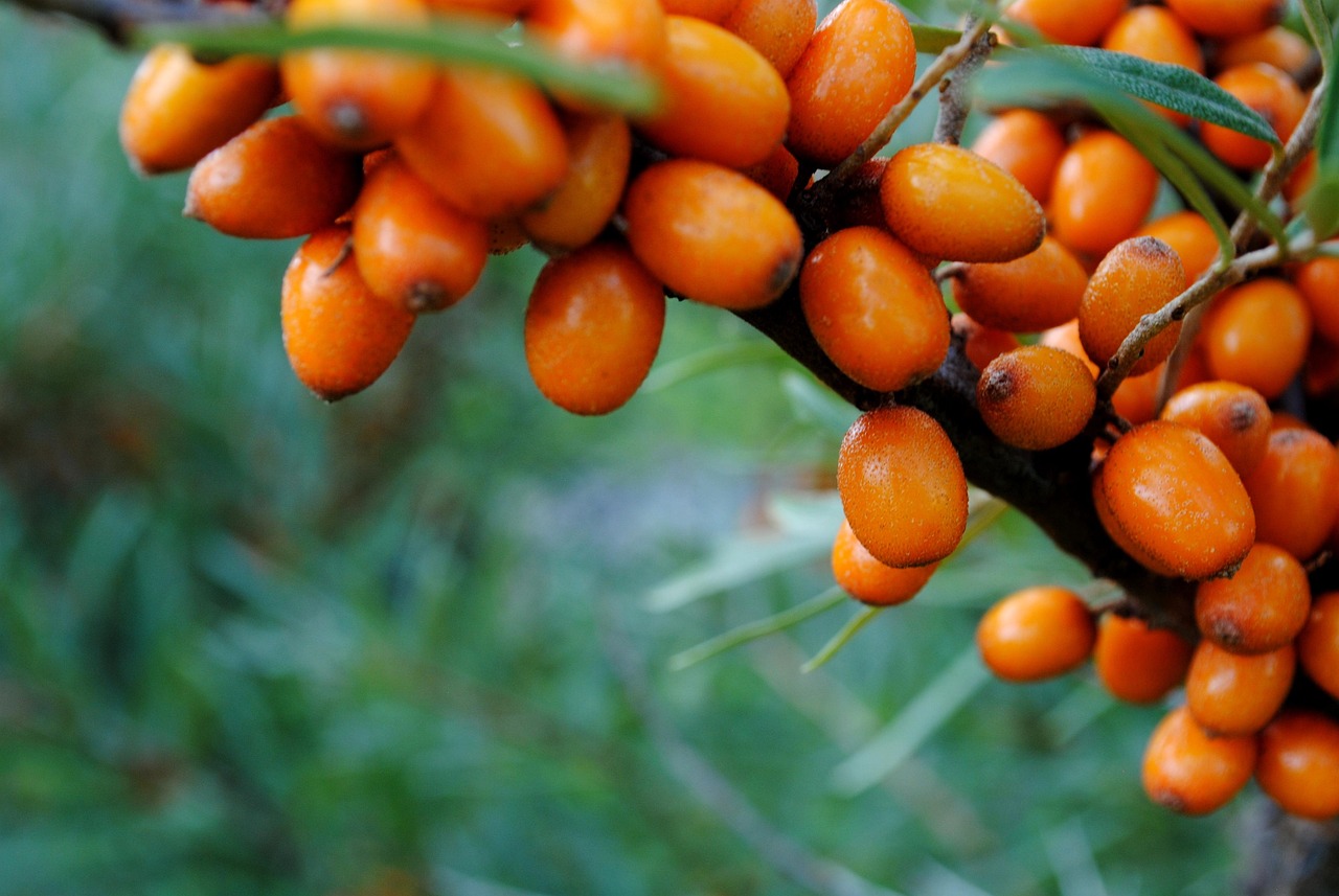 Berries Plant Branch - Free photo on Pixabay - Pixabay