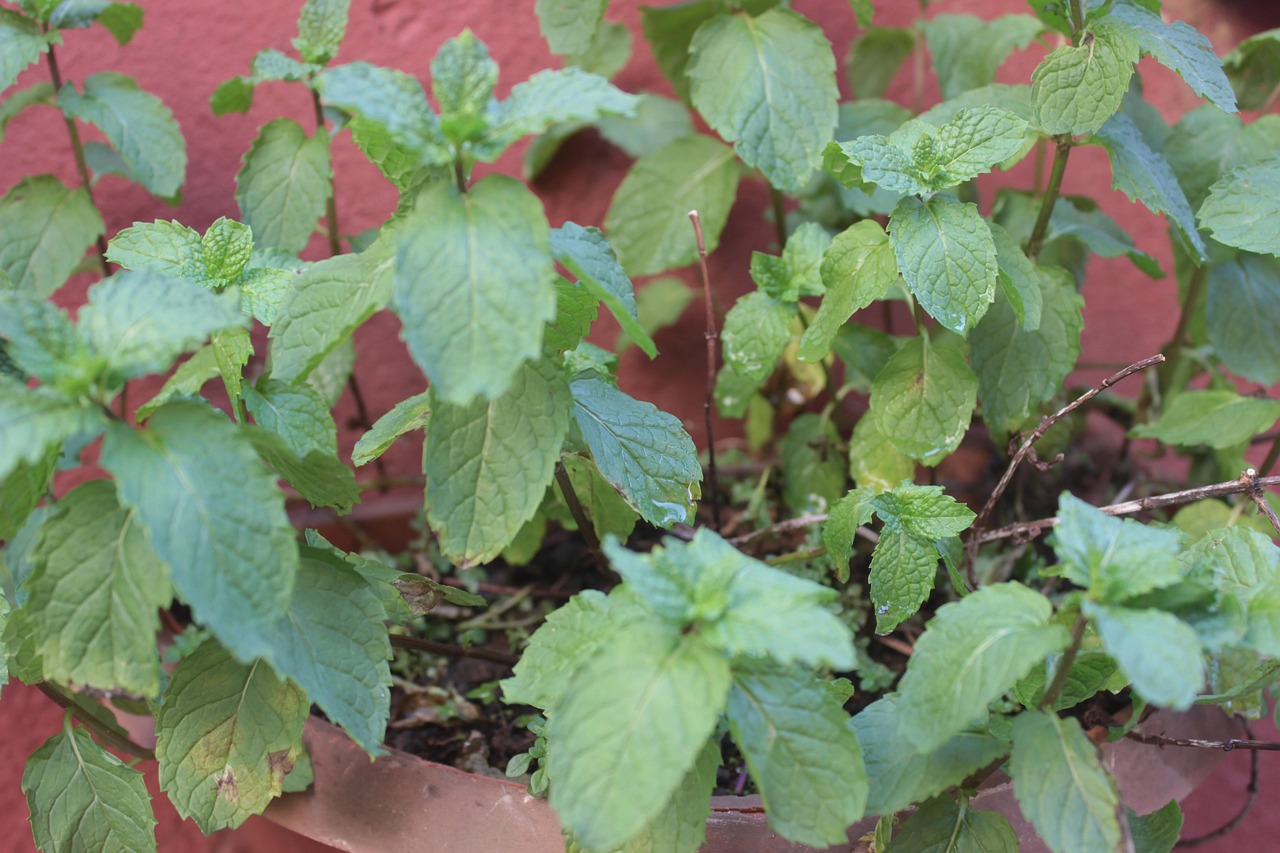 Planta Verde Folha - Kostenloses Foto auf Pixabay - Pixabay