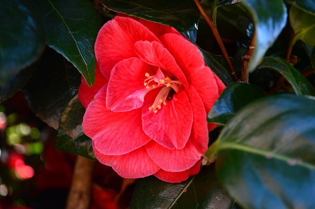 Pinke Blume Blumen - Kostenloses Foto auf Pixabay - Pixabay