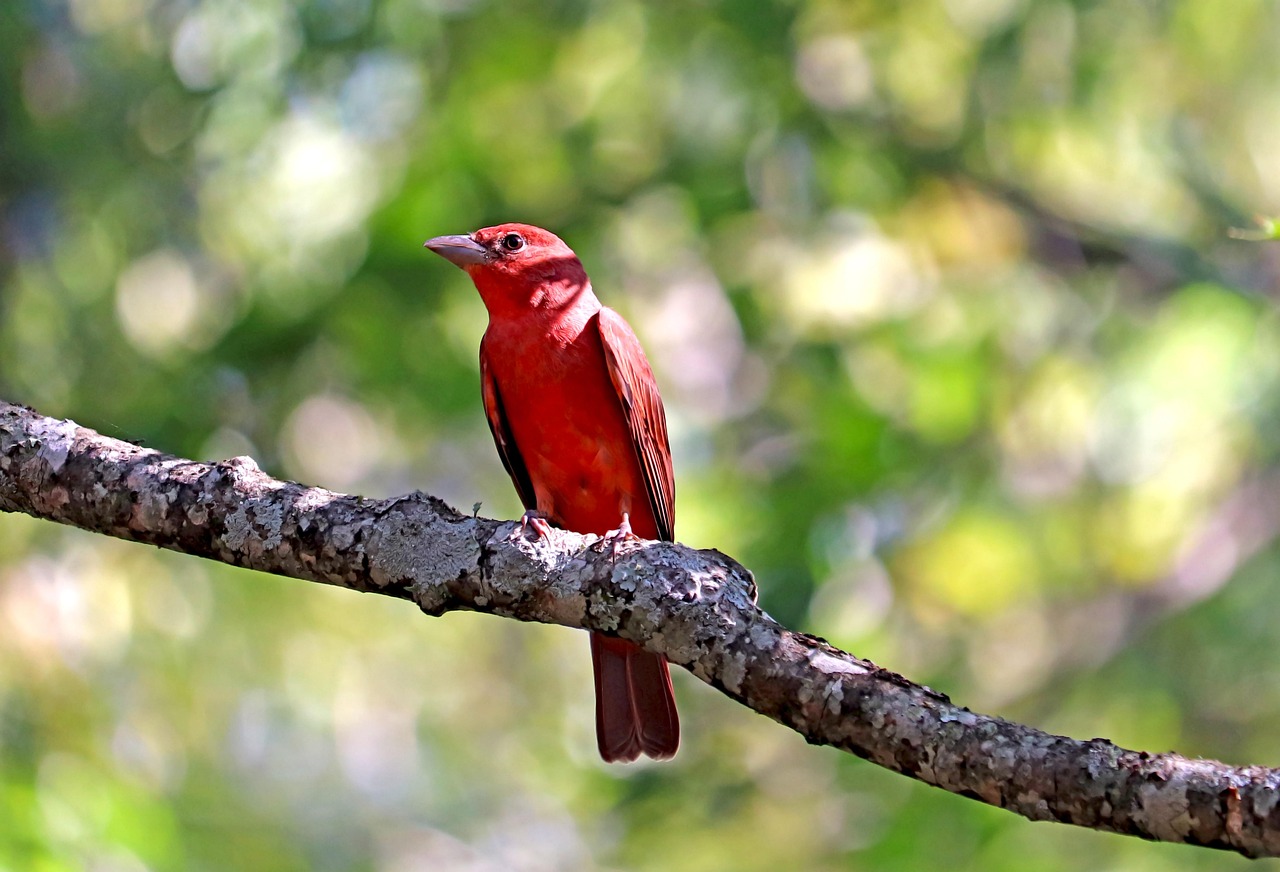 Summer Tanager Bird Tree - Free photo on Pixabay - Pixabay