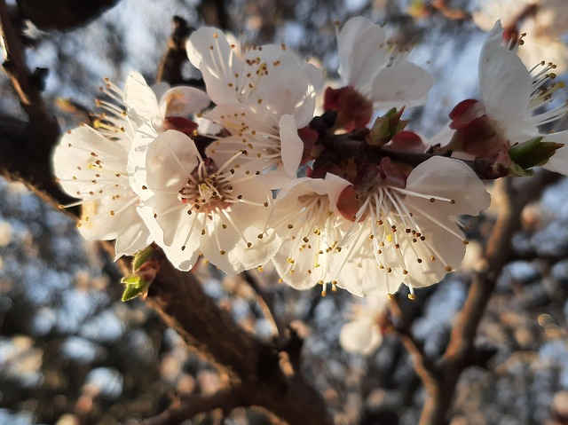 Bunga Plum Putih Ranting - Foto gratis di Pixabay - Pixabay