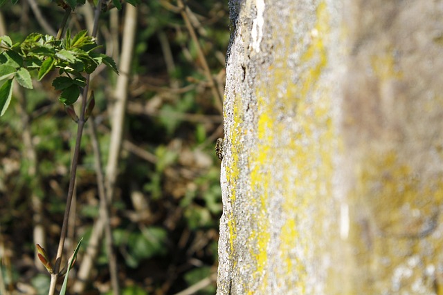 Lizard Hidden Reptile - Free photo on Pixabay