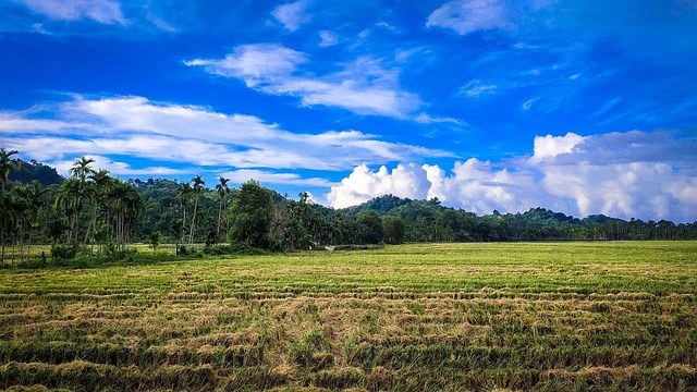 Pemandangan Persawahan - Kostenloses Foto auf Pixabay