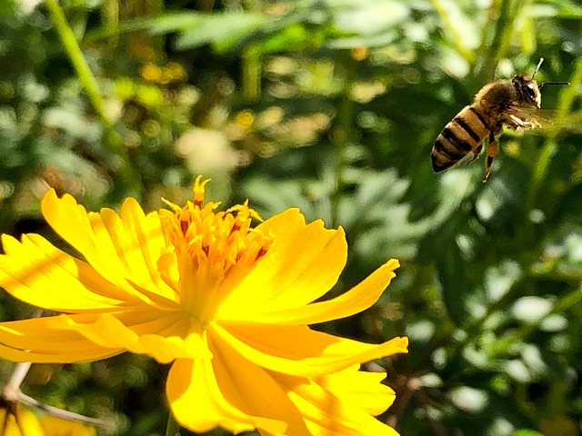Yellow Flower Bee - Free photo on Pixabay - Pixabay