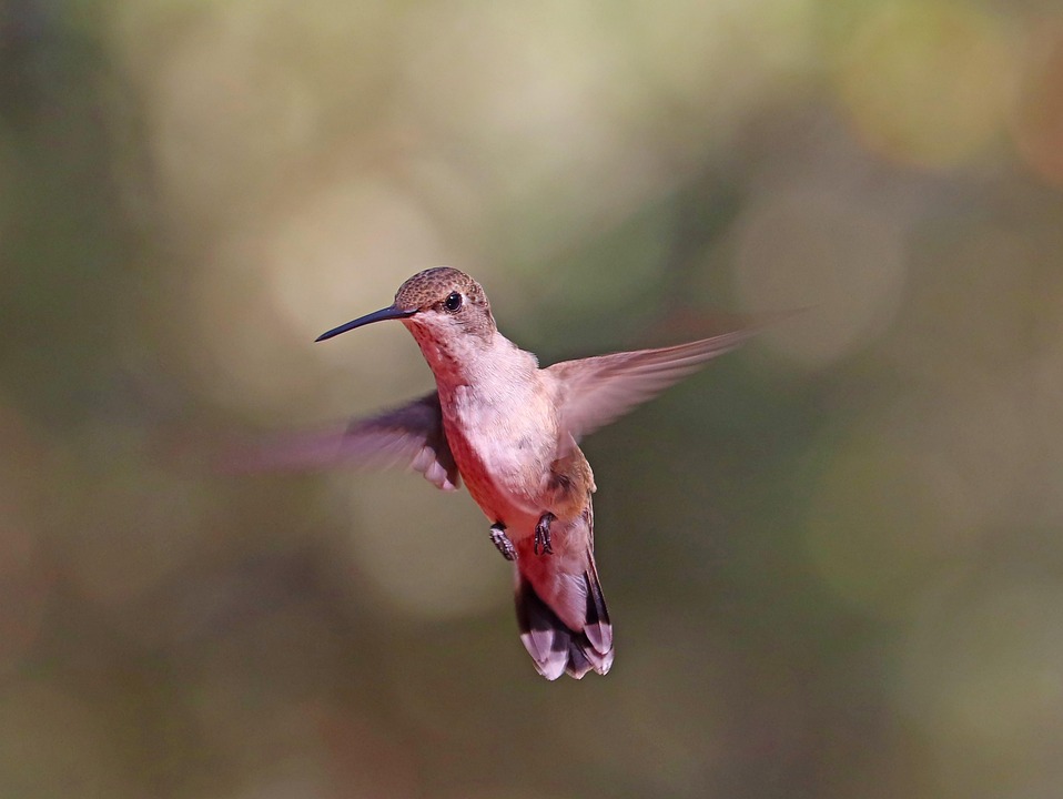 Hummingbird Bird Flying - Free photo on Pixabay