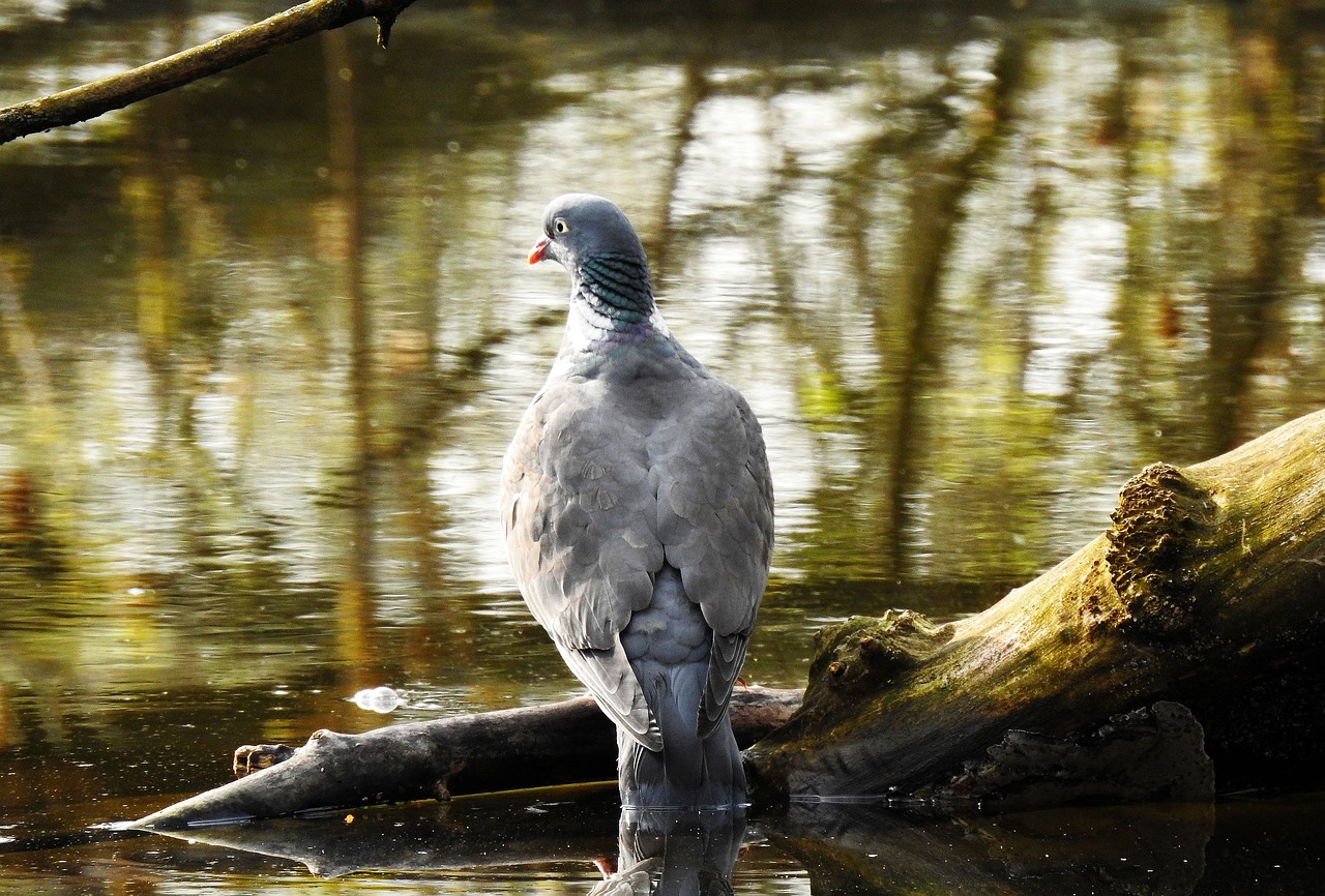 Pomba Pássaro Lago - Foto gratuita no Pixabay - Pixabay