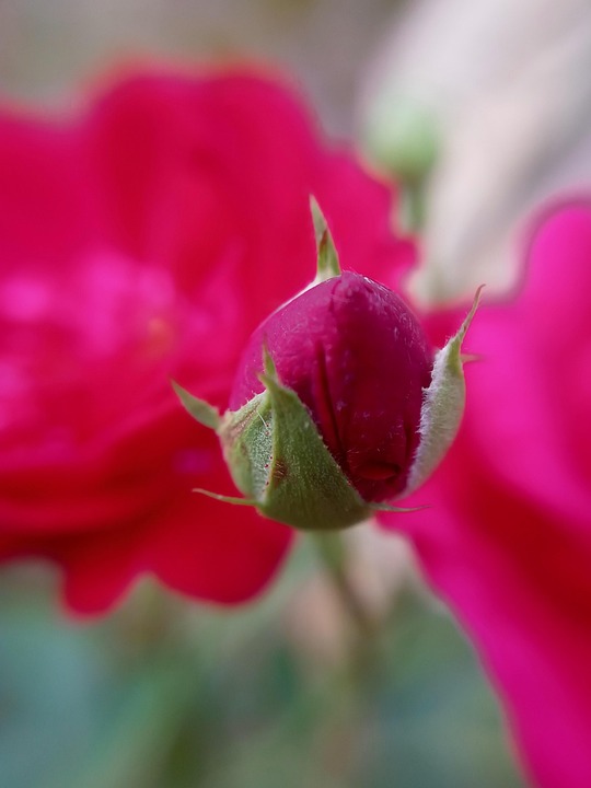 Rose Knospe Blume - Kostenloses Foto auf Pixabay - Pixabay