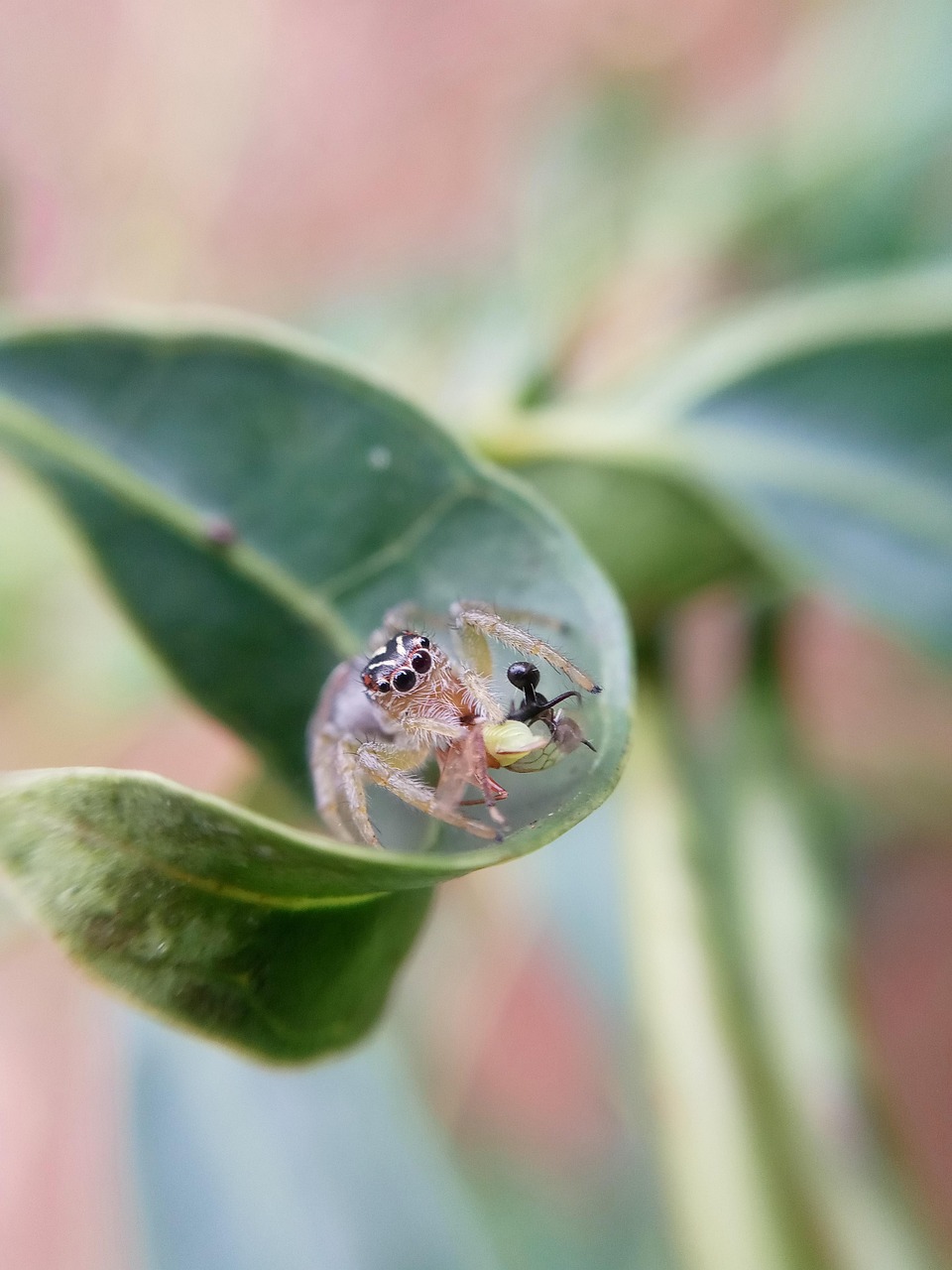 Spider Jumping Leaf - Free photo on Pixabay - Pixabay