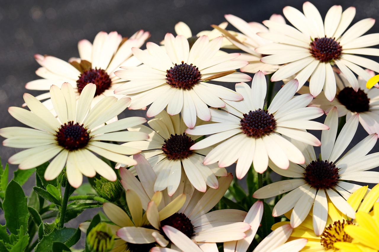 African Daisy Gazania - Free photo on Pixabay