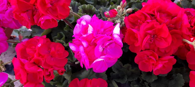 Fiori Rosso Bloom - Foto gratis su Pixabay