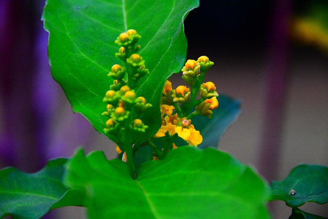 Yellow Spring Bloom - Free photo on Pixabay - Pixabay