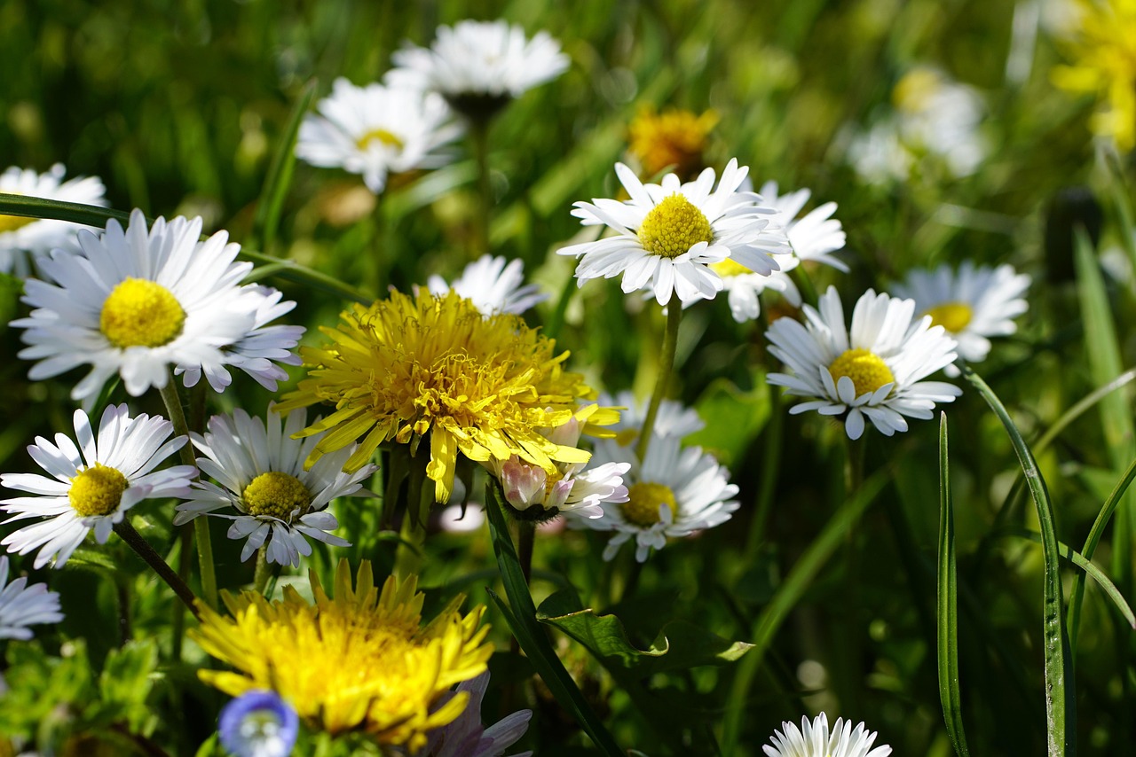 Flores Plantas Prado - Foto gratis en Pixabay