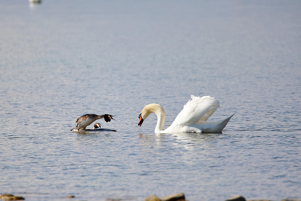 Swan Great Crested Grebe Lake - Free photo on Pixabay