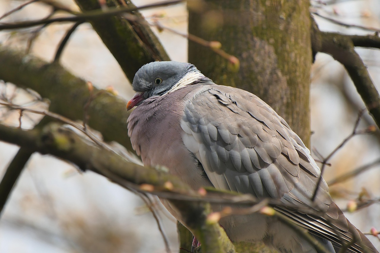 Pomba Pombo Pássaro - Foto gratuita no Pixabay - Pixabay