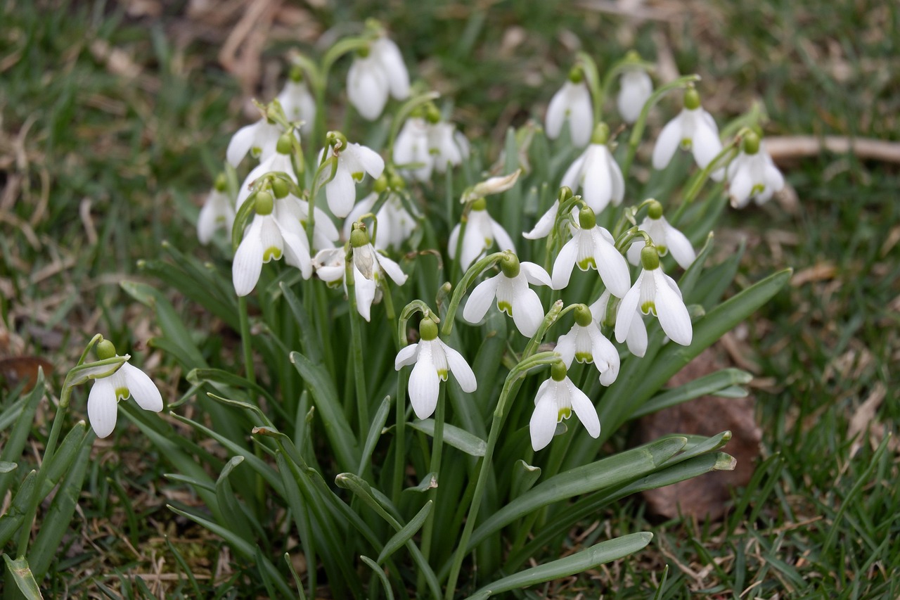 Fleurs Blanc Perce-Neige Le - Photo gratuite sur Pixabay