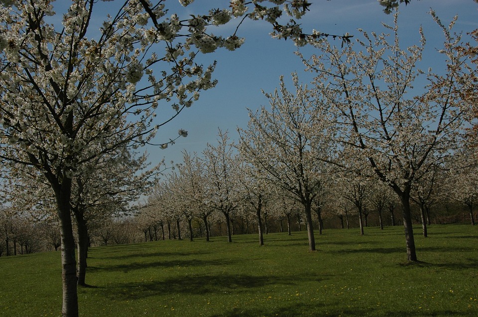 Verger Arbre Fruitier - Photo gratuite sur Pixabay - Pixabay