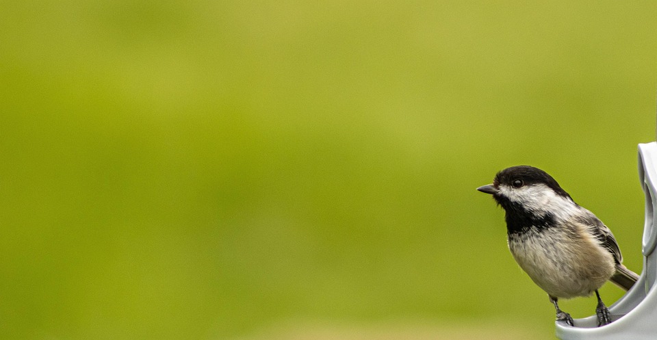 Chickadee Bird Animal - Free photo on Pixabay - Pixabay