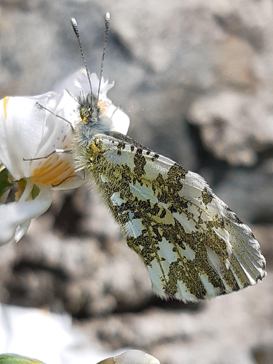Butterfly Insect Pollination - Free photo on Pixabay - Pixabay
