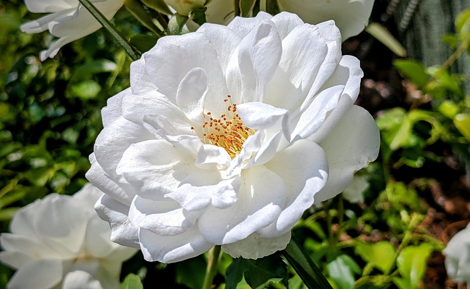 Hvid Rose Blomst Plante - Gratis foto på Pixabay - Pixabay