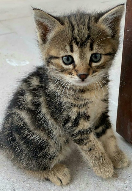 Cat Chaton Tigré Animal De - Photo gratuite sur Pixabay - Pixabay