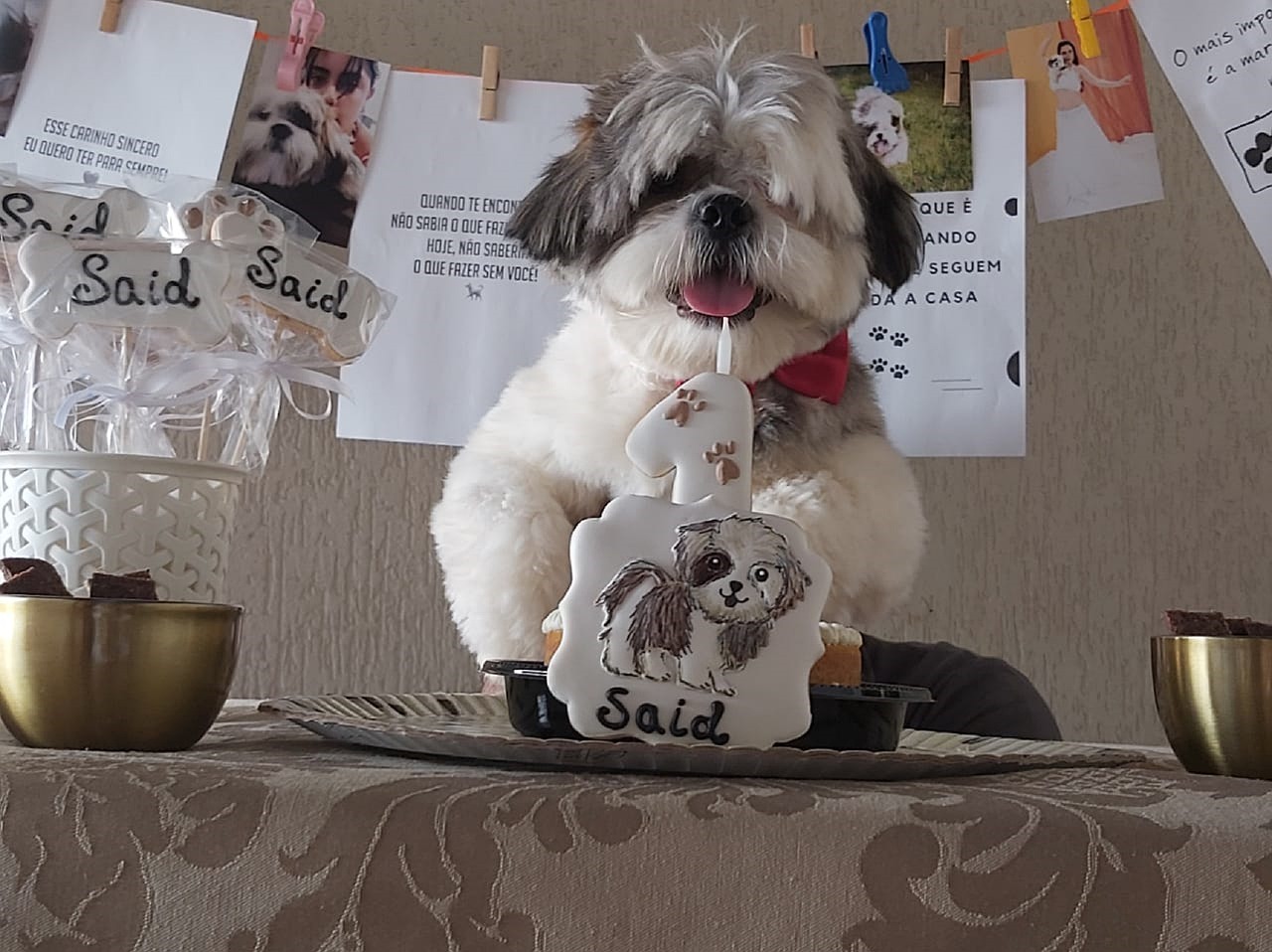 Cachorrinho Shitzu Cachorro Raça - Photo gratuite sur Pixabay - Pixabay