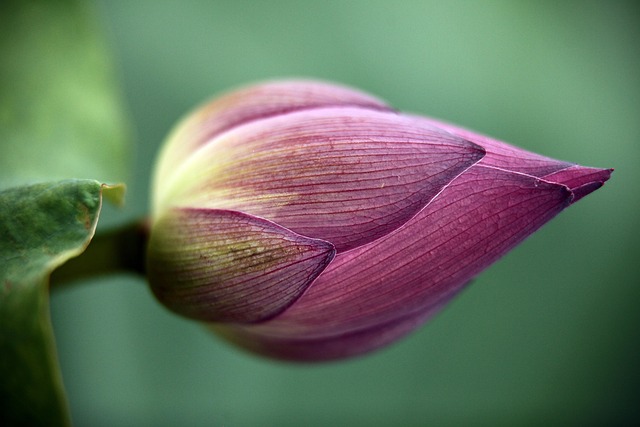 Lotus Bud Close-Up - Free photo on Pixabay - Pixabay