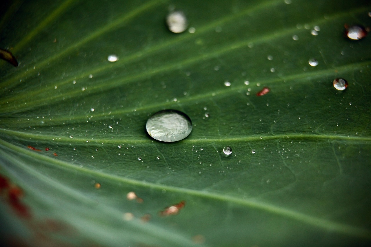 Feuille De Lotus Goutte D'Eau Du - Photo gratuite sur Pixabay - Pixabay