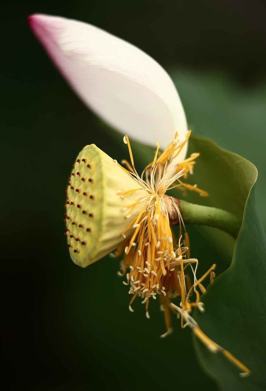 Teratai Kelopak Di Akhir - Foto gratis di Pixabay - Pixabay
