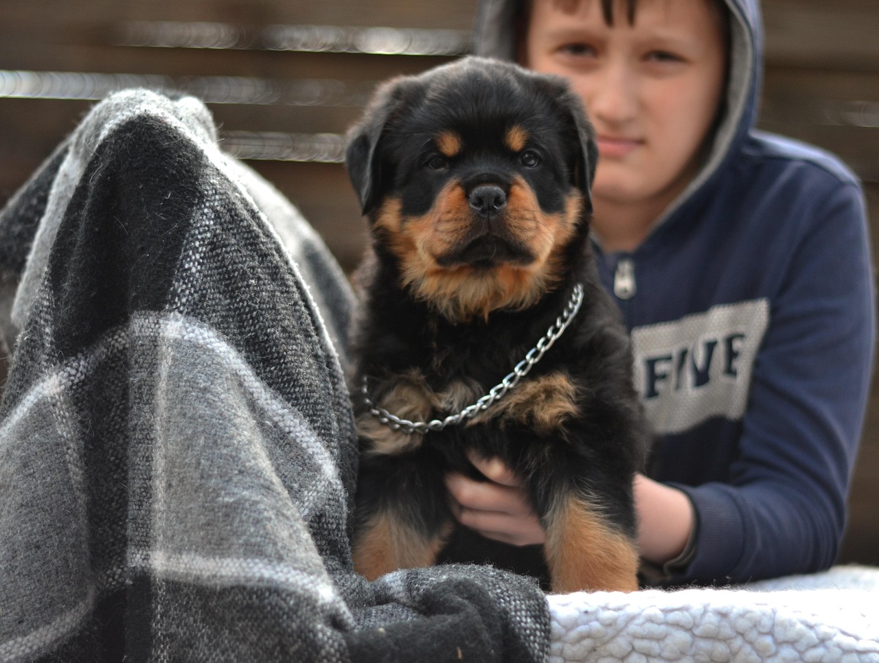 Rottweiler Cachorro Filhote De - Foto gratuita no Pixabay - Pixabay
