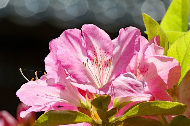 Azalea Bunga-Bunga Bloom - Foto gratis di Pixabay - Pixabay